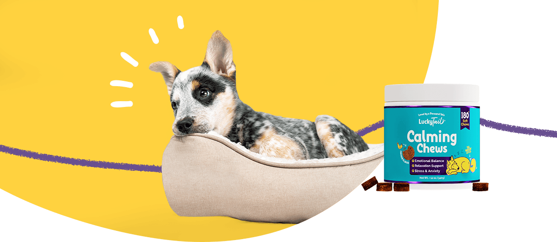 Pododermatitis In Dogs - LuckyTail